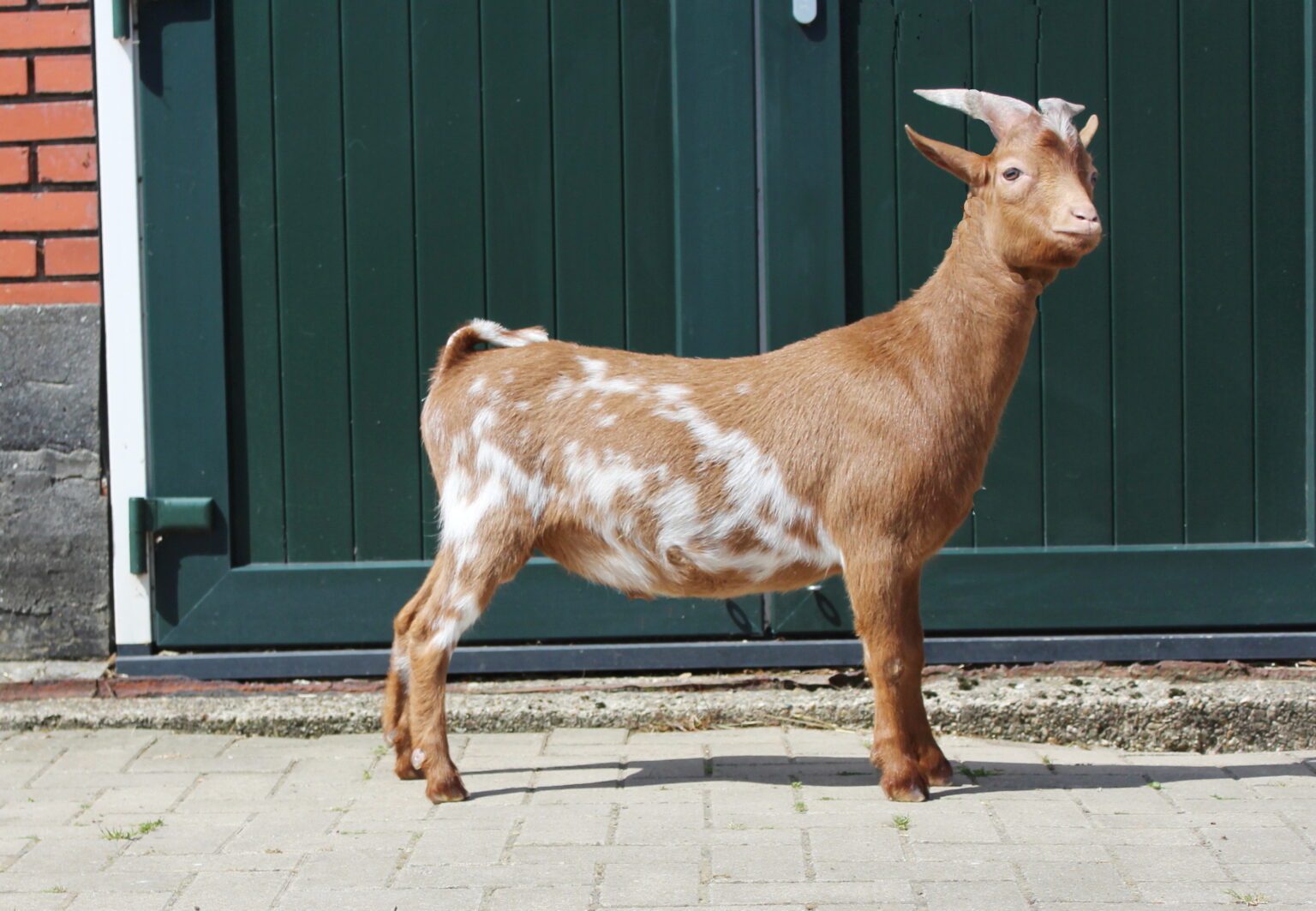 Onze dwerggeiten – Exlooschelanden